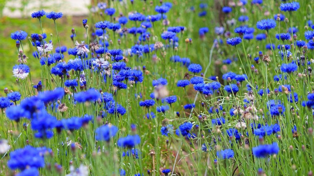 Lulekina Shqiptare dhe Surprizat e Fuqisë Medicinale – Albania Web