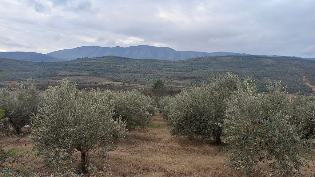 Mungesa e krahut të punës në Berat i lë ullinjtë në pemë – Albania Web